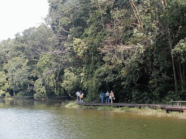 Love MacRitchie Walk by Toddycats | What's On | Honeykids Asia