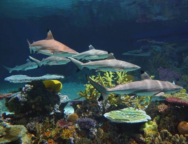 Shark week 2015: Highlights of discovery channel's shark week 2015 and ...