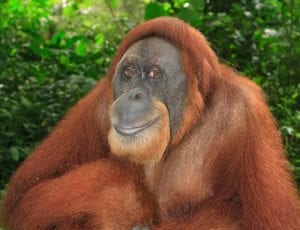 A new Ah-Meng is coming to Singapore Zoo! | HoneyKids Asia