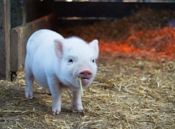 Year of the Pig: fun facts about pigs you never knew | HoneyKids Asia