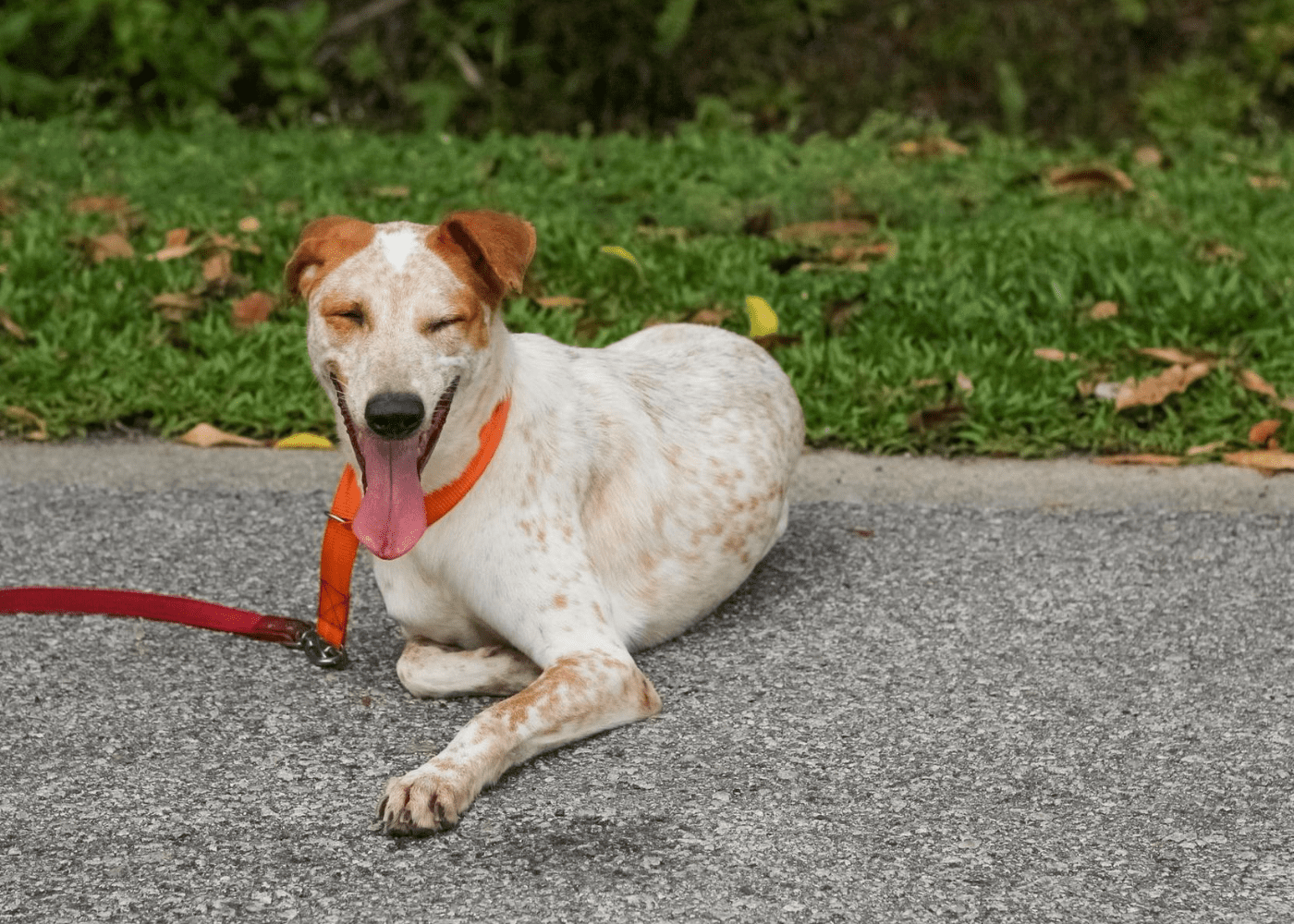 Adopting a pet in Singapore: Where to rescue a furry | HoneyKids Asia