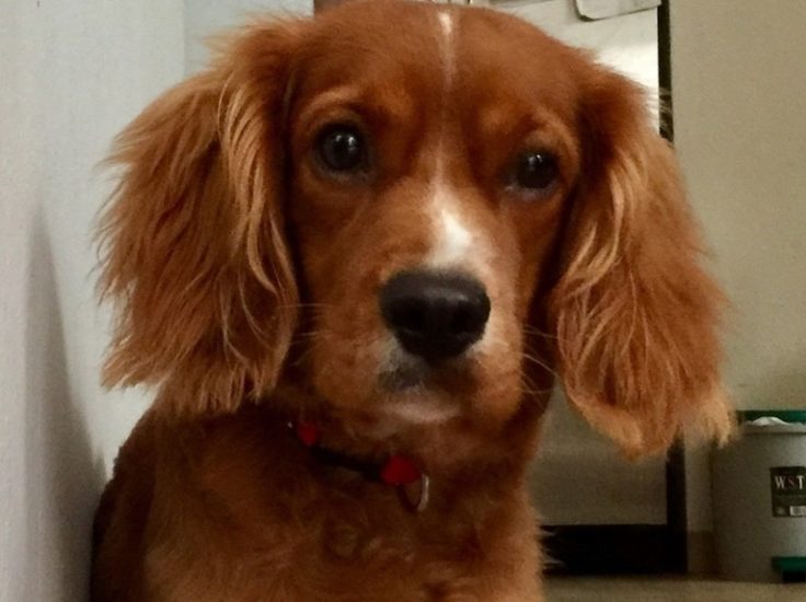 Local author, David Seow, on his new book The Royal Pup Pack ...