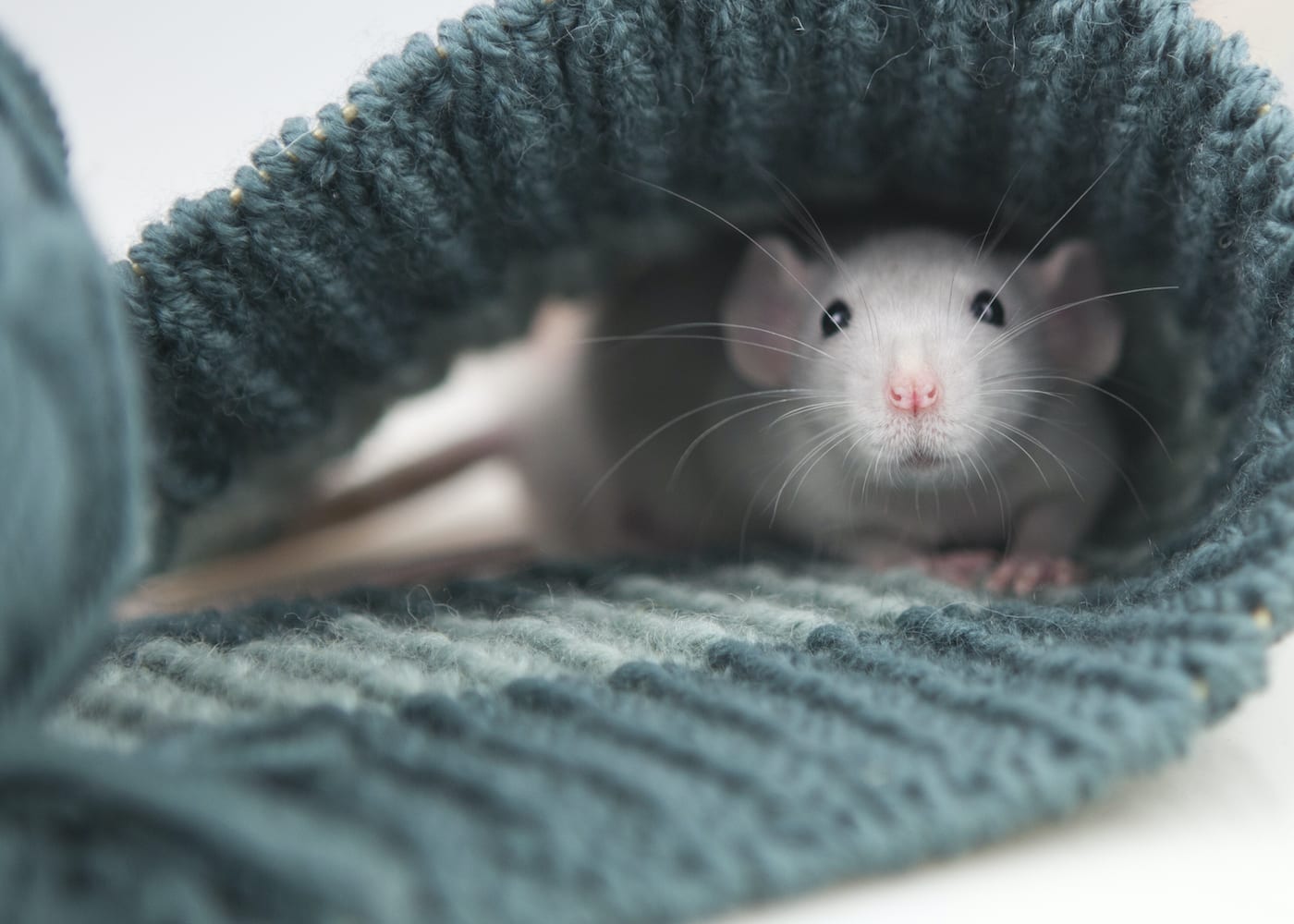 Tips on how to raise a metal rat baby | HoneyKids Asia