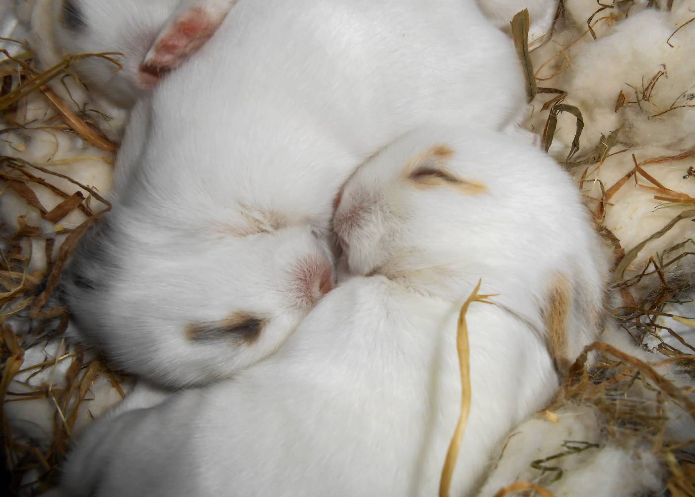 Character traits of Year of the Rabbit babies | HoneyKids Asia