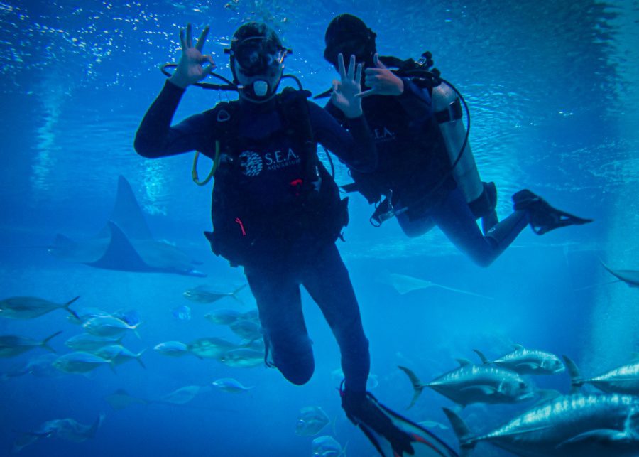 S.E.A. Aquarium Discover Scuba Diving review | HoneyKids Asia