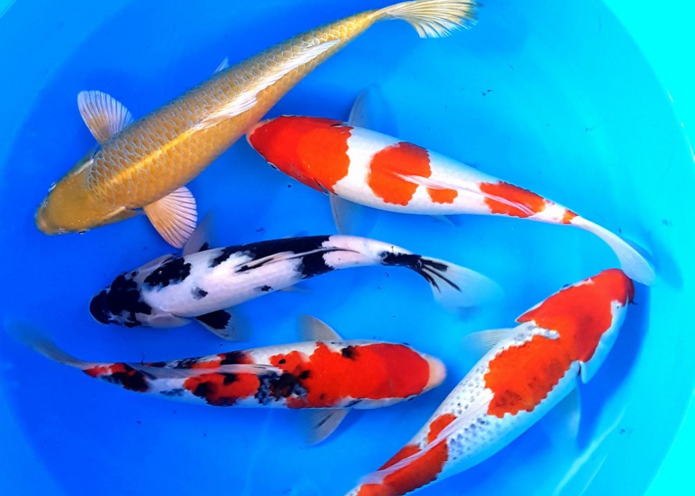 18 Animal Farms & Vegetable Farms in Singapore to Visit with Kids