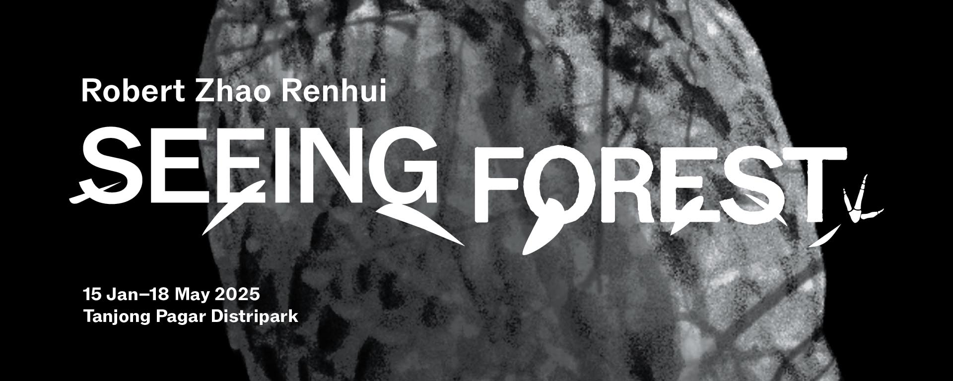 Seeing Forest | HoneyKids Asia